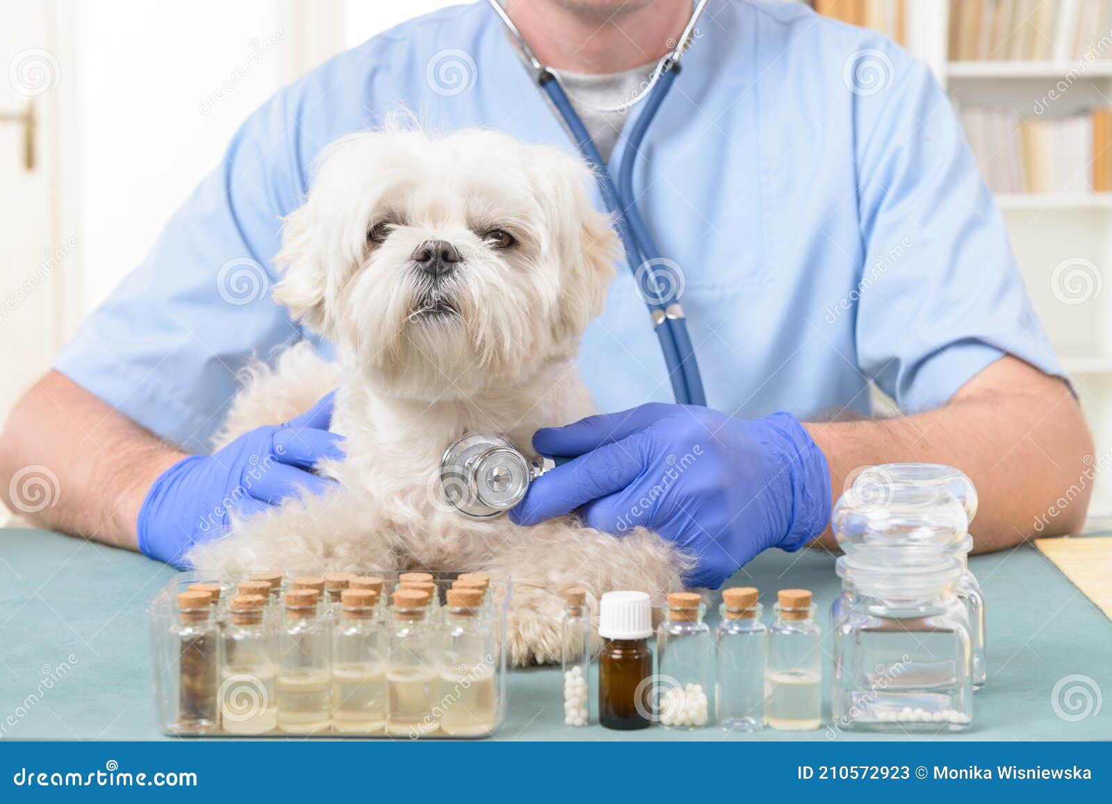 Vet Checking a Dog with a Stethoscope Stock Image - Image of ...