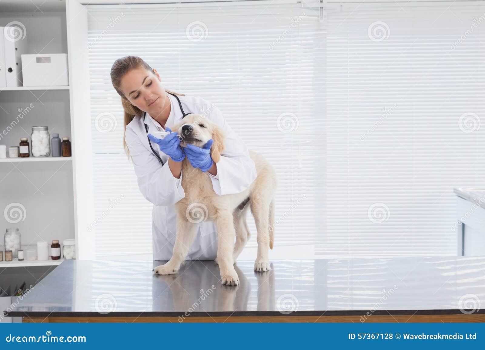 Vet checking a small dog stock photo. Image of adult - 57367128