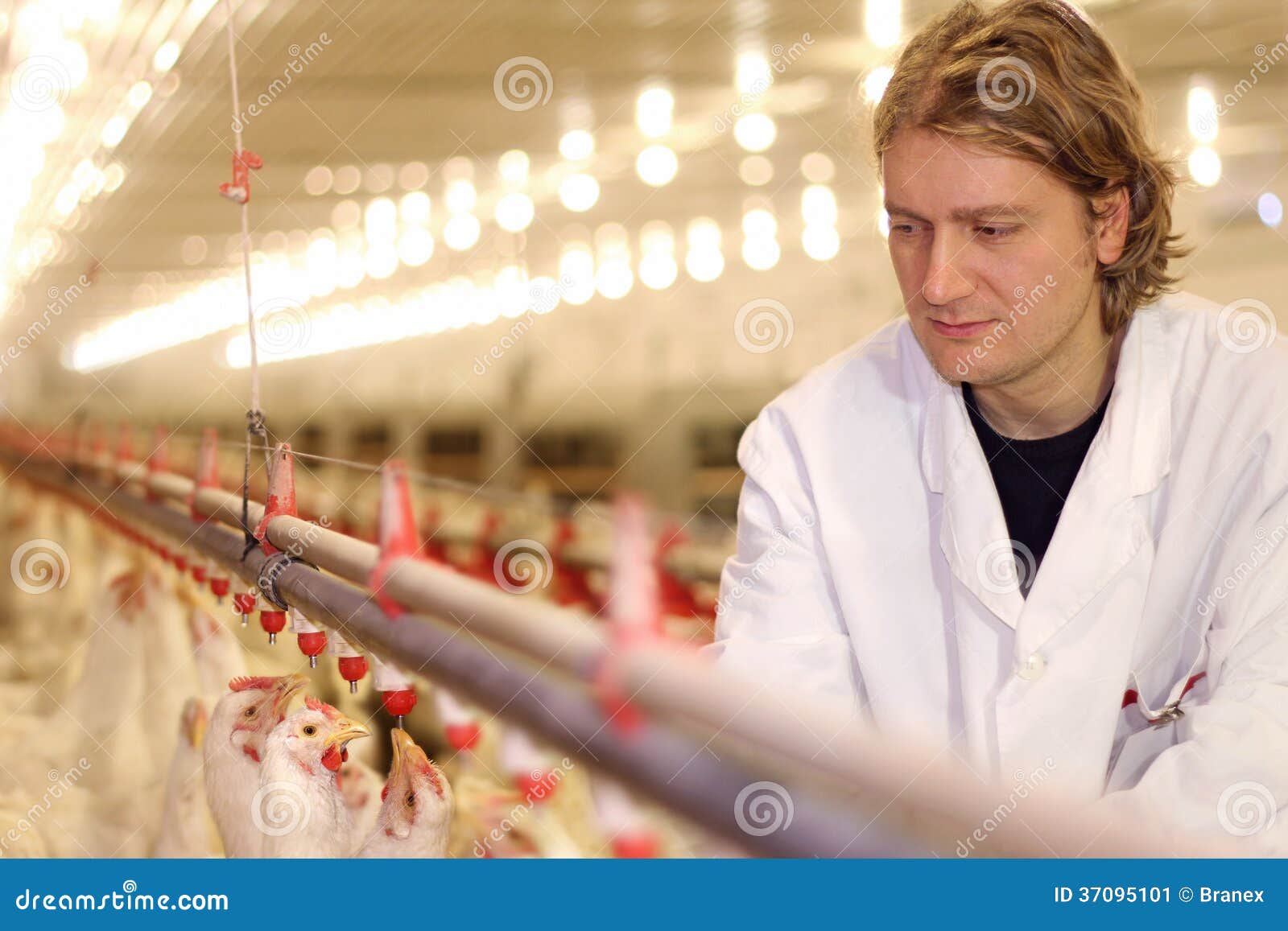 Vet and chicken stock image. Image of bird, cockerel - 37095101