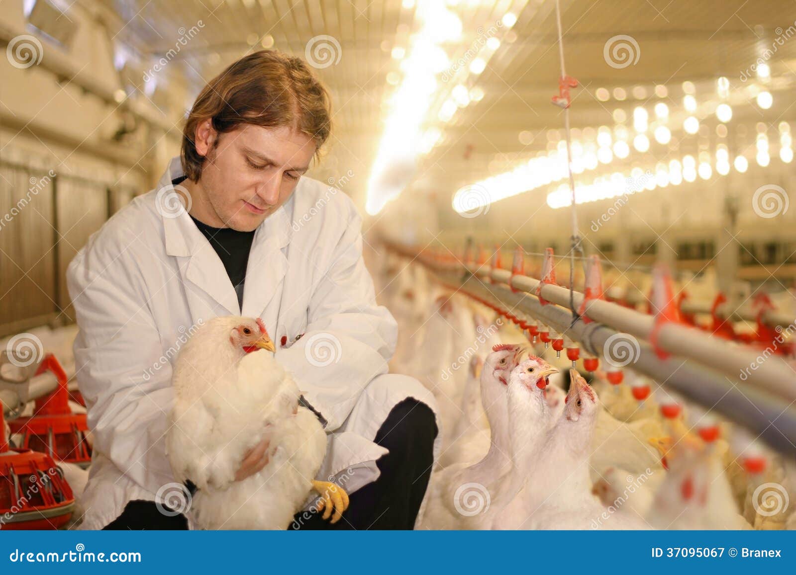 Vet and chicken stock image. Image of farmer, flying - 37095067