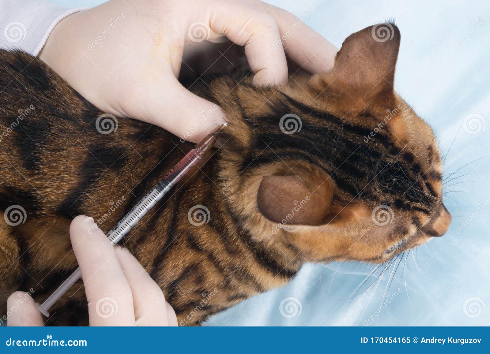 Vet at the Clinic Makes an Injection at the Withers of a Small Cat ...