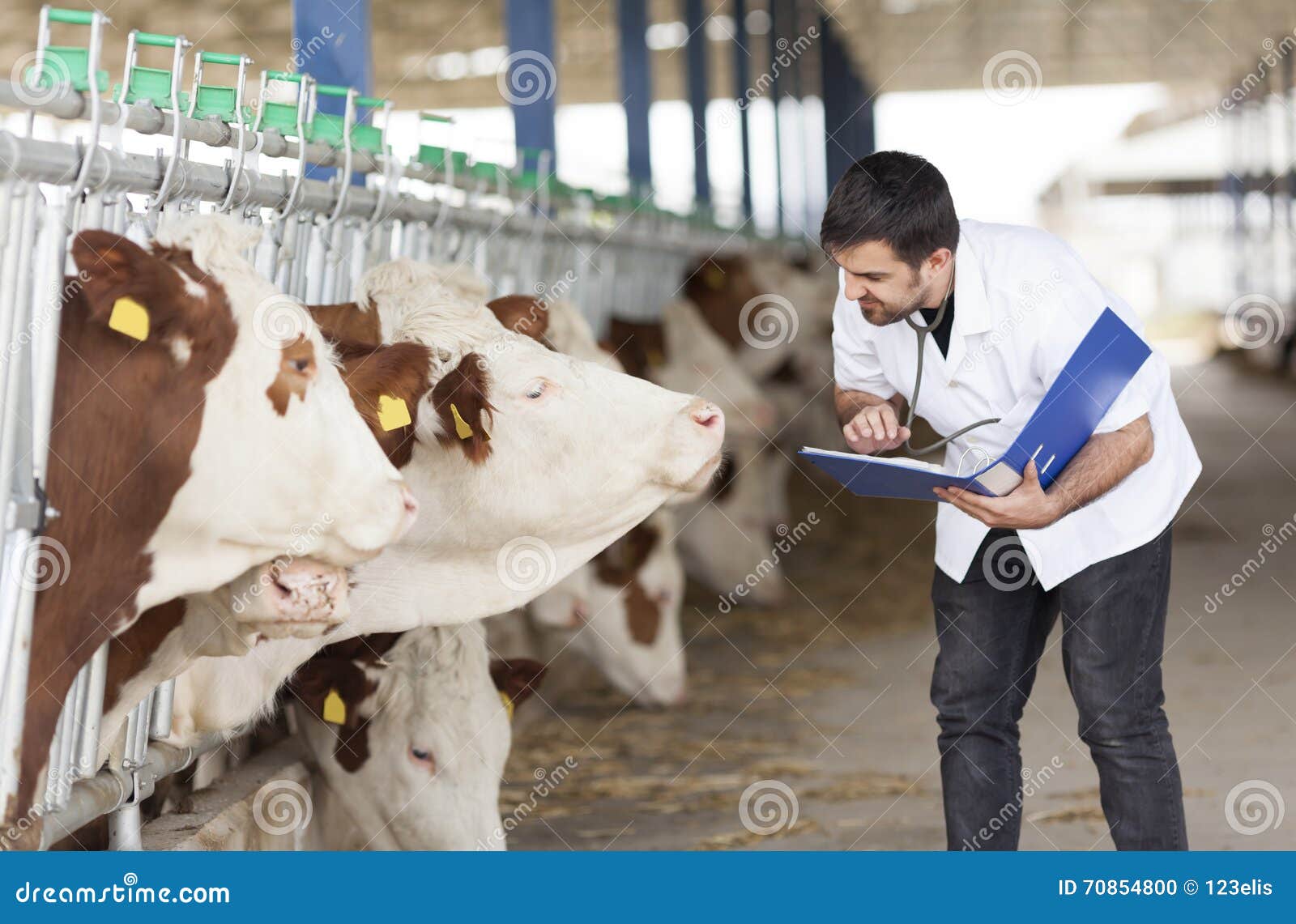 Vet and Cows stock photo. Image of medicine, injecting - 70854800