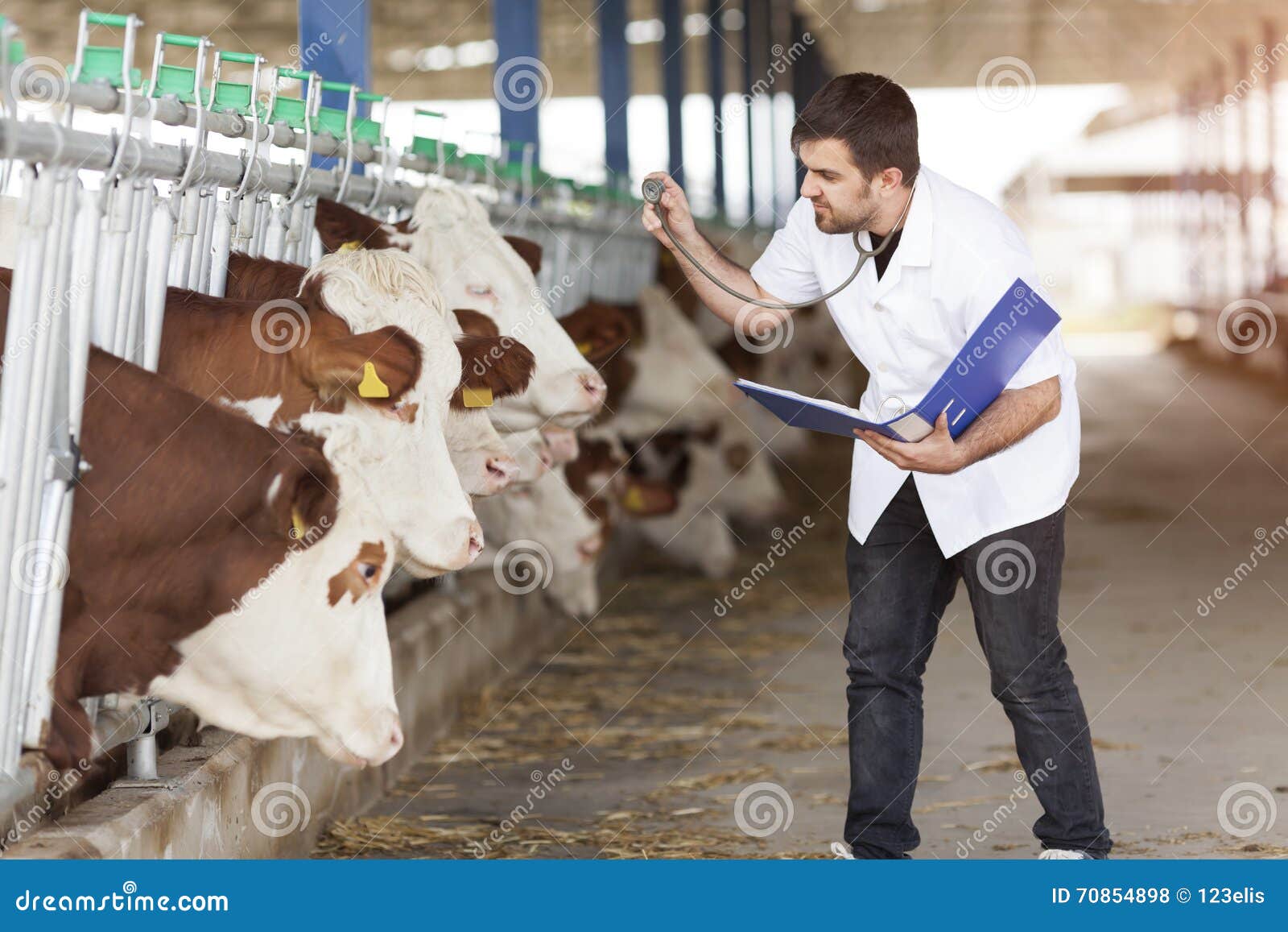 Vet and Cows stock photo. Image of beef, outdoors, farmer - 70854898