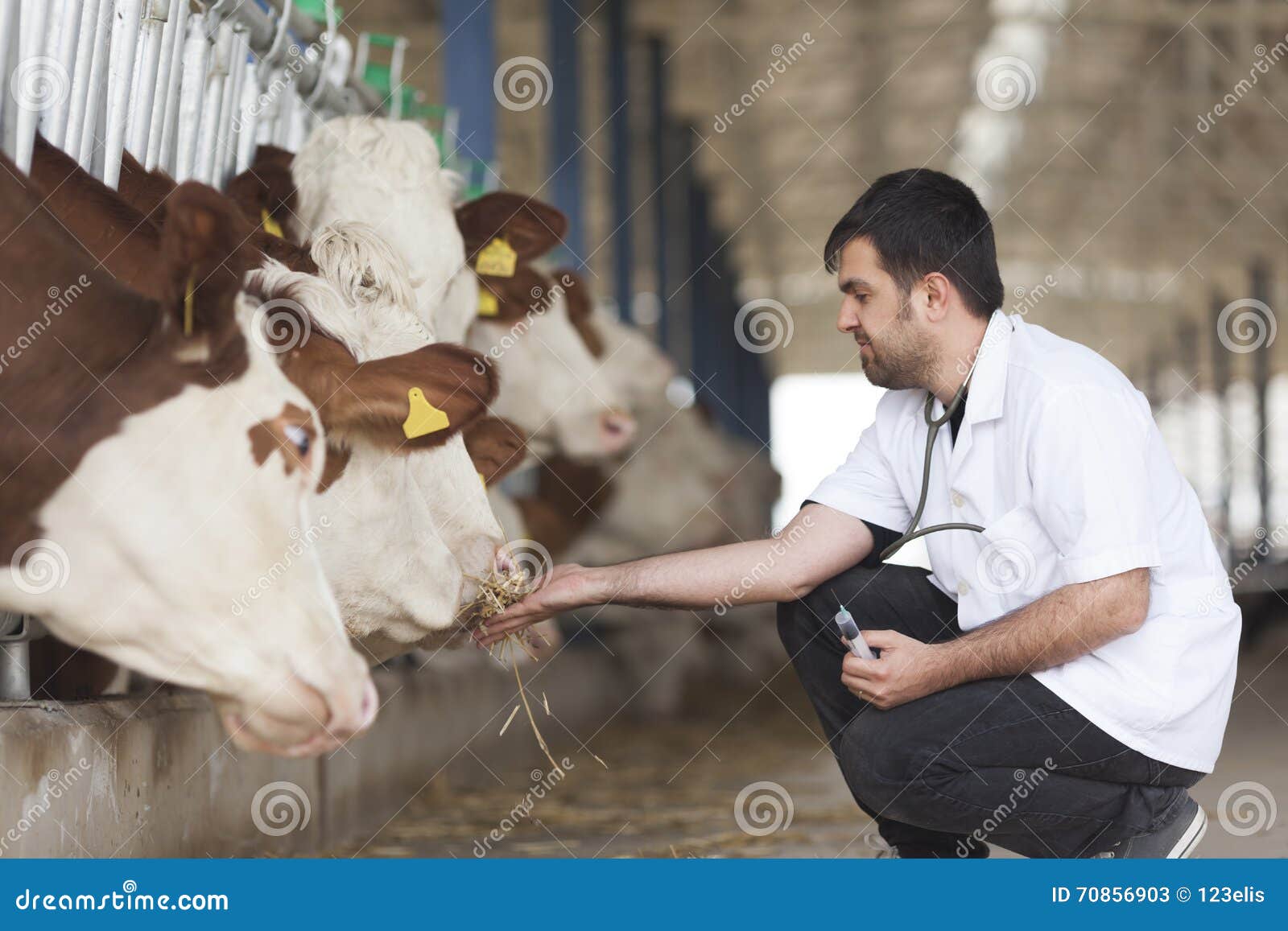 Vet and Cows stock image. Image of male, care, insemination - 70856903