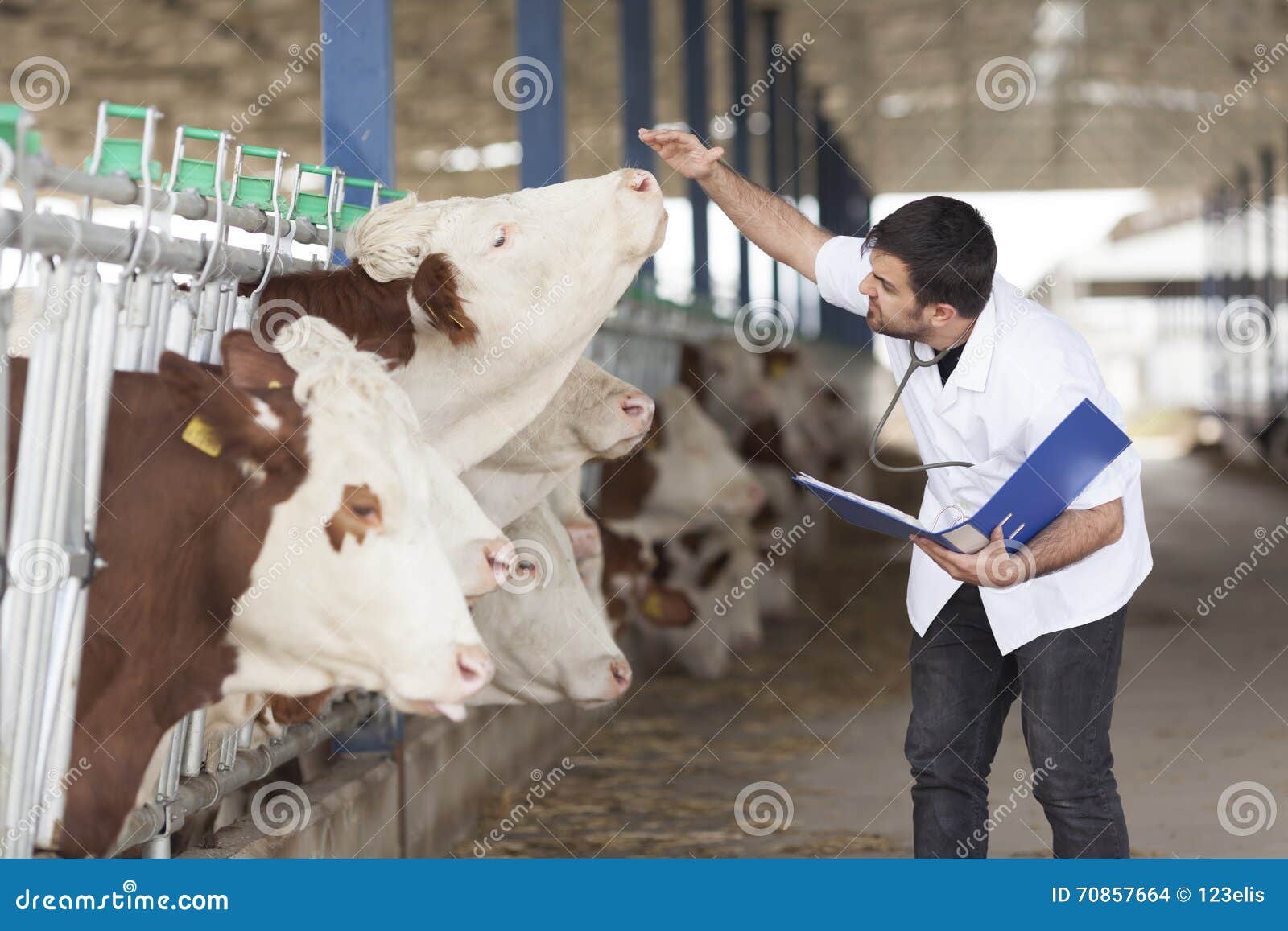 Vet and Cows stock photo. Image of outdoors, cows, group - 70857664