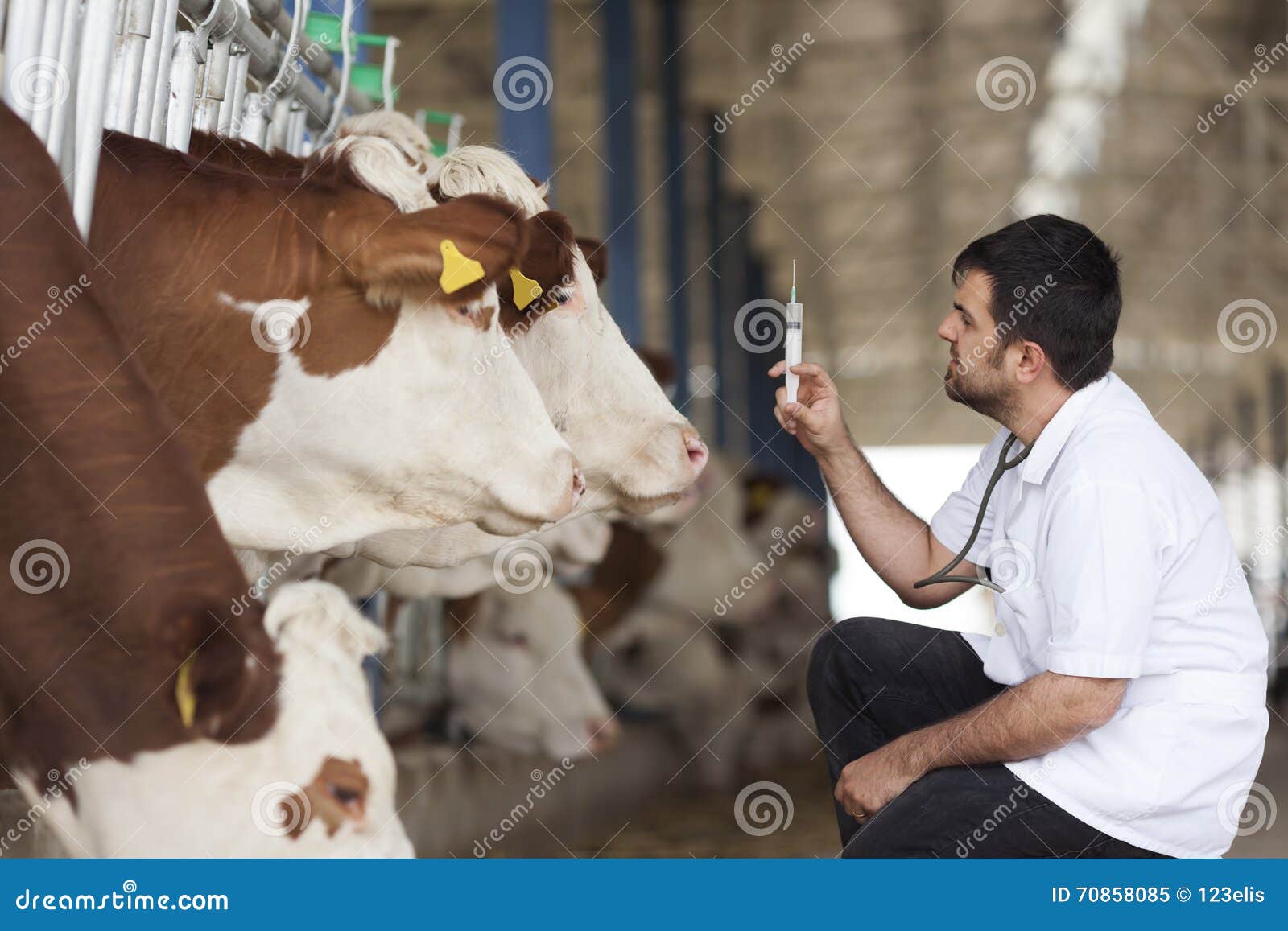 Vet and Cows stock image. Image of medical, cows, male - 70858085