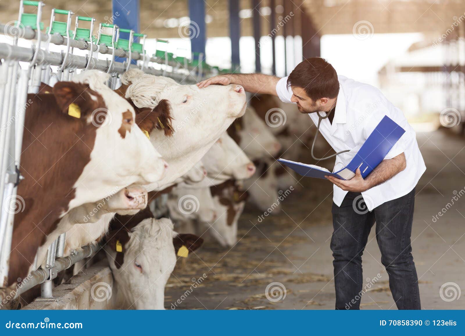 Vet and Cows stock photo. Image of country, europan, barn - 70858390