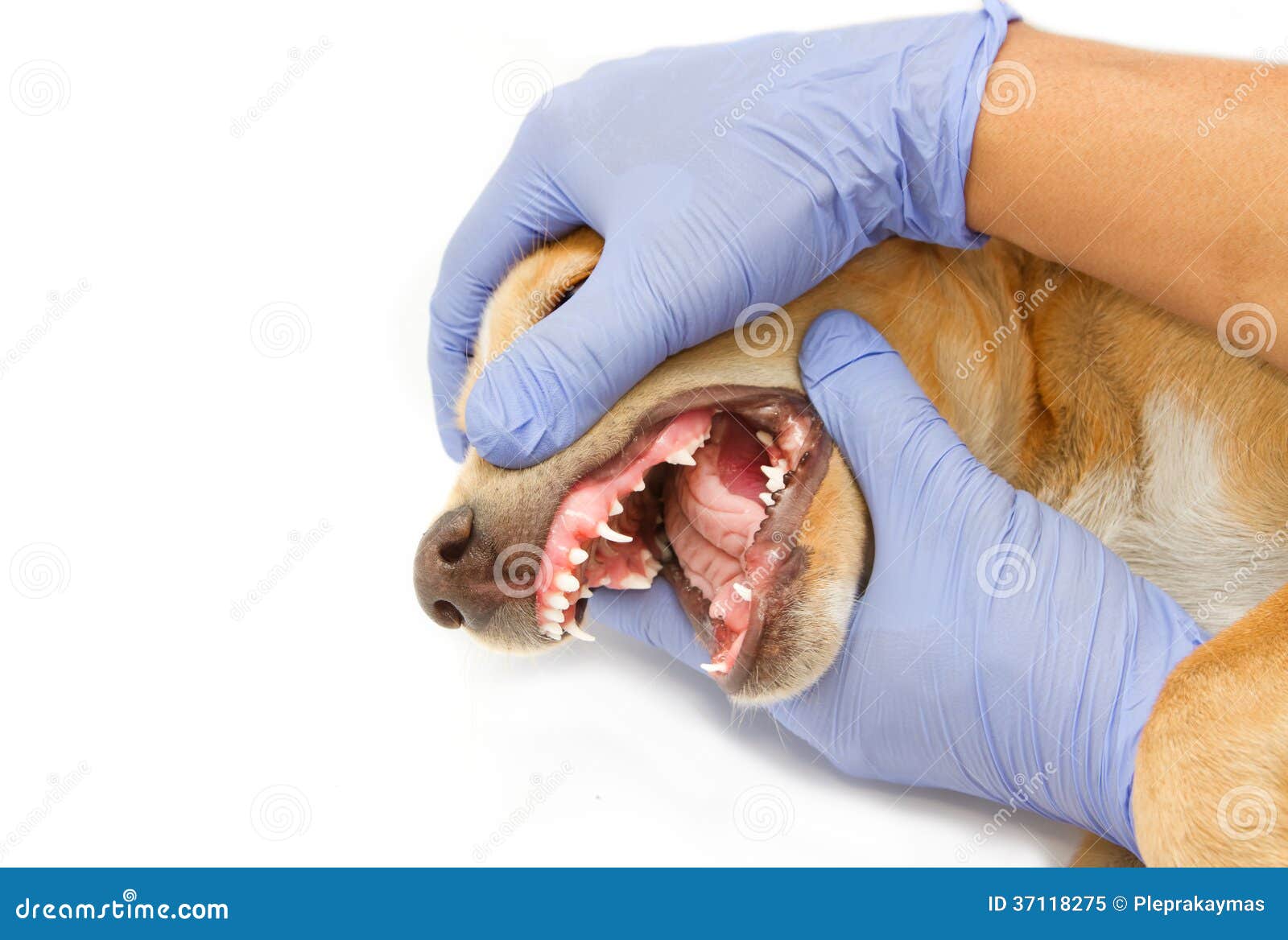 Vet Dentist is Checking Dog S Teeth. Stock Image - Image of dental ...