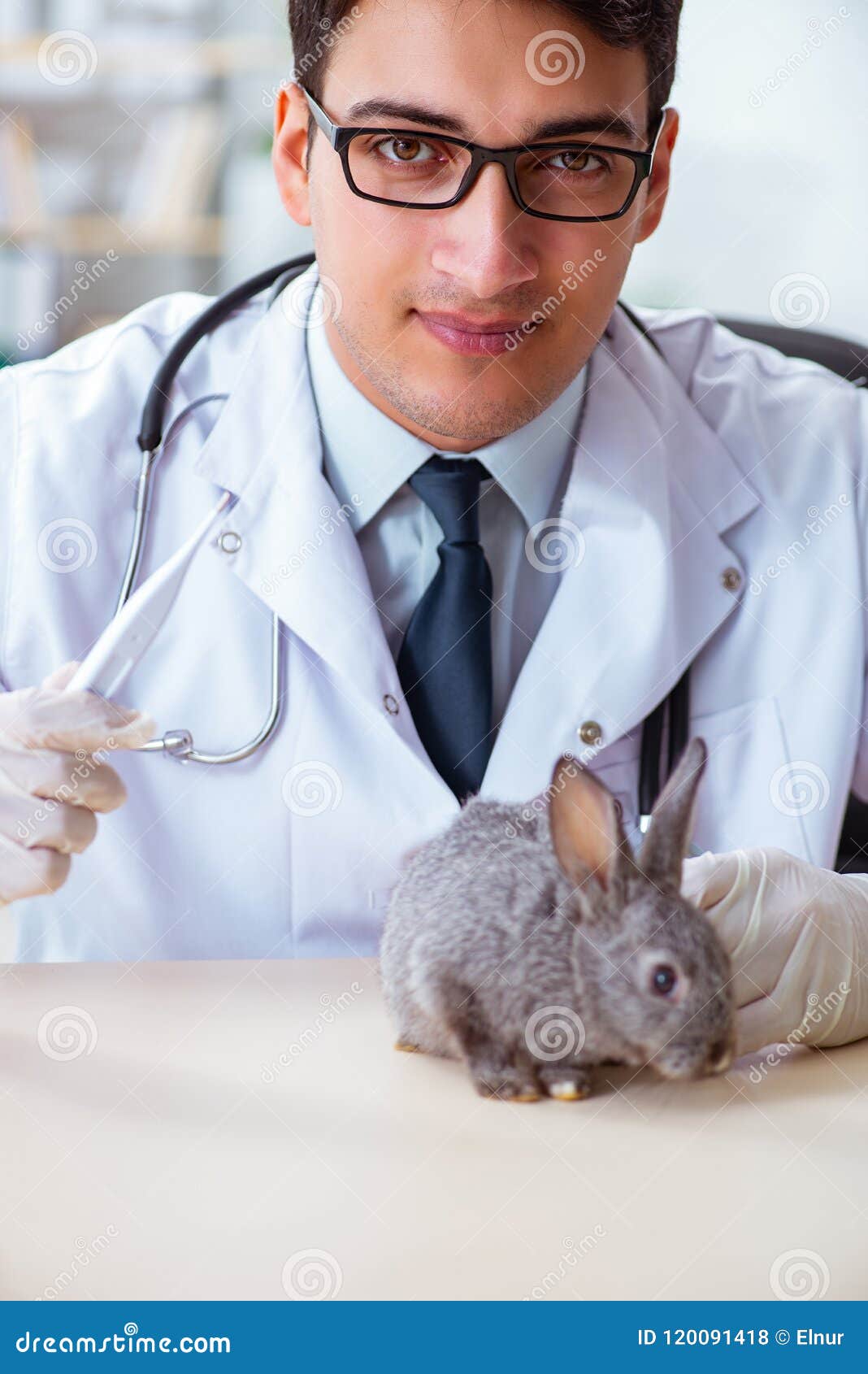 The Vet Doctor Checking Up Rabbit in His Clinic Stock Photo - Image of ...