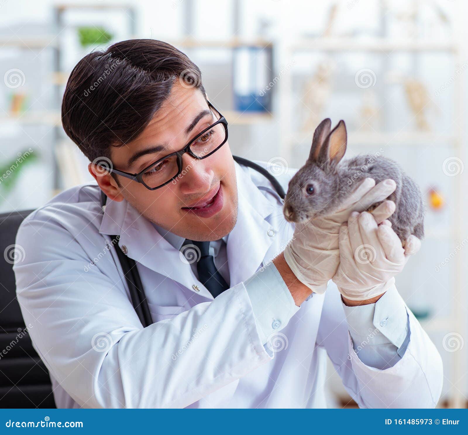 Vet Doctor Checking Up Rabbit in His Clinic Stock Image - Image of ...