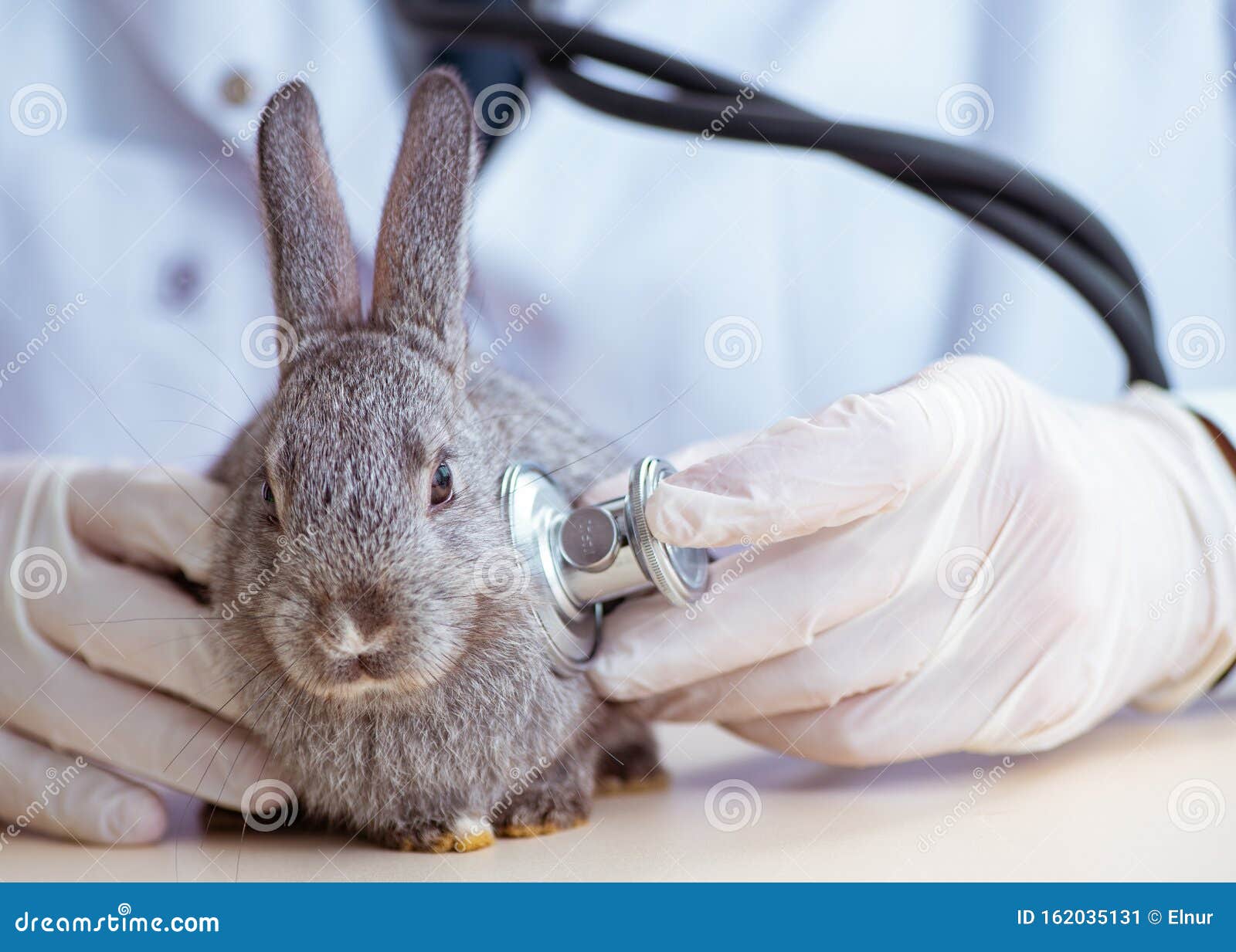 Vet Doctor Checking Up Rabbit in His Clinic Stock Image - Image of ...