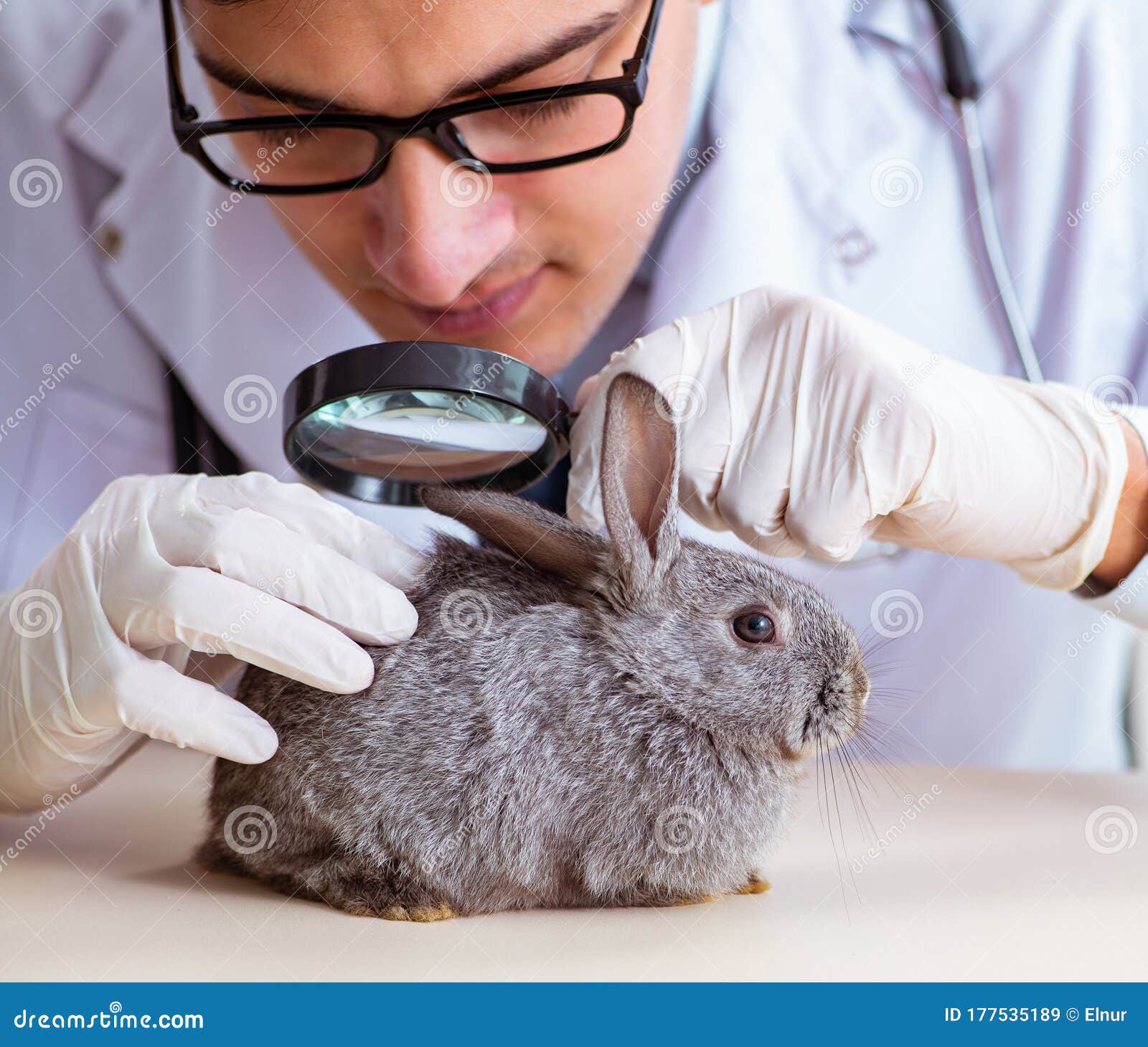 Vet Doctor Checking Up Rabbit in His Clinic Stock Image - Image of ...