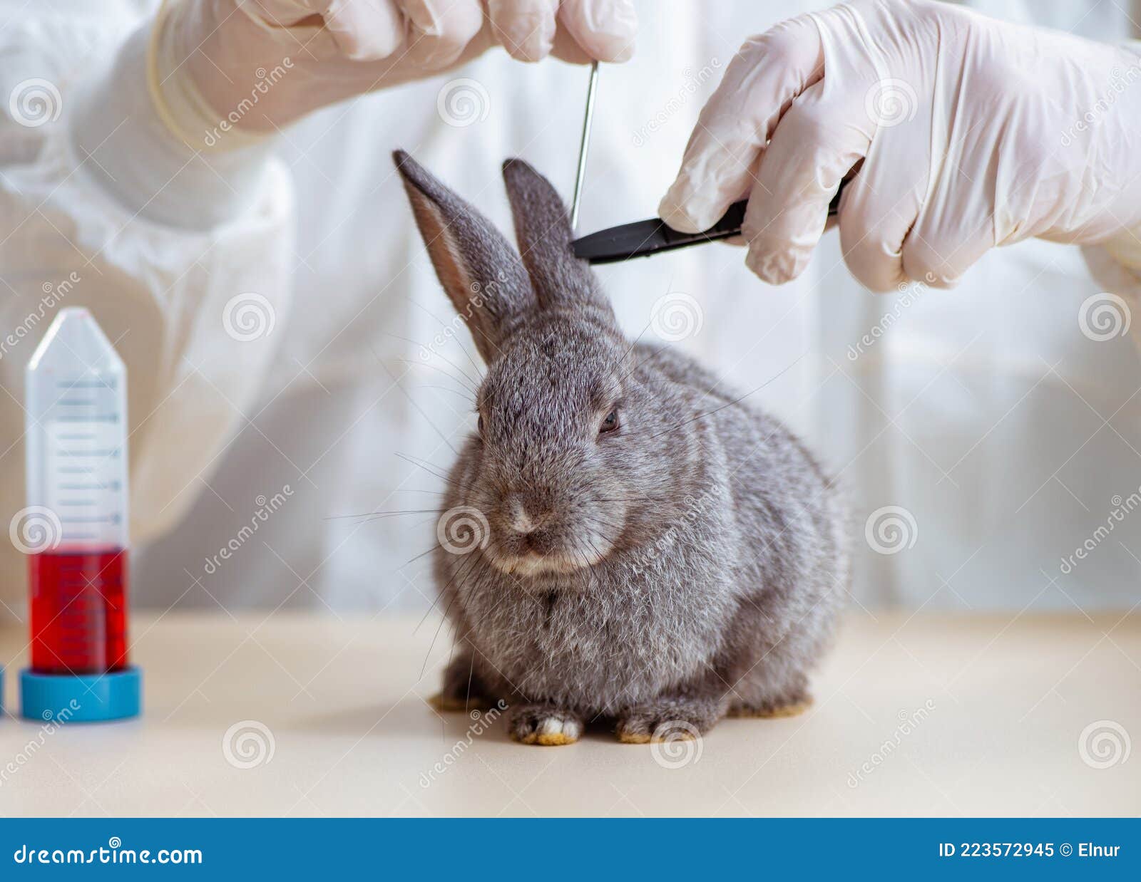 Vet Doctor Checking Up Rabbit in His Clinic Stock Image - Image of ...