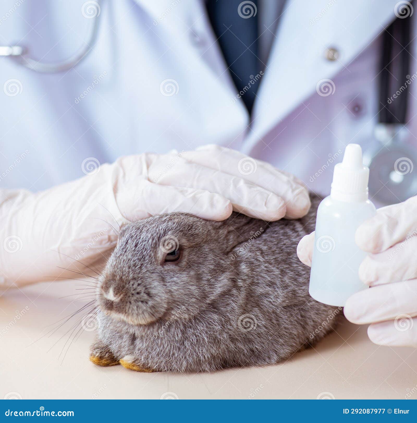 Vet Doctor Checking Up Rabbit in His Clinic Stock Image - Image of ...