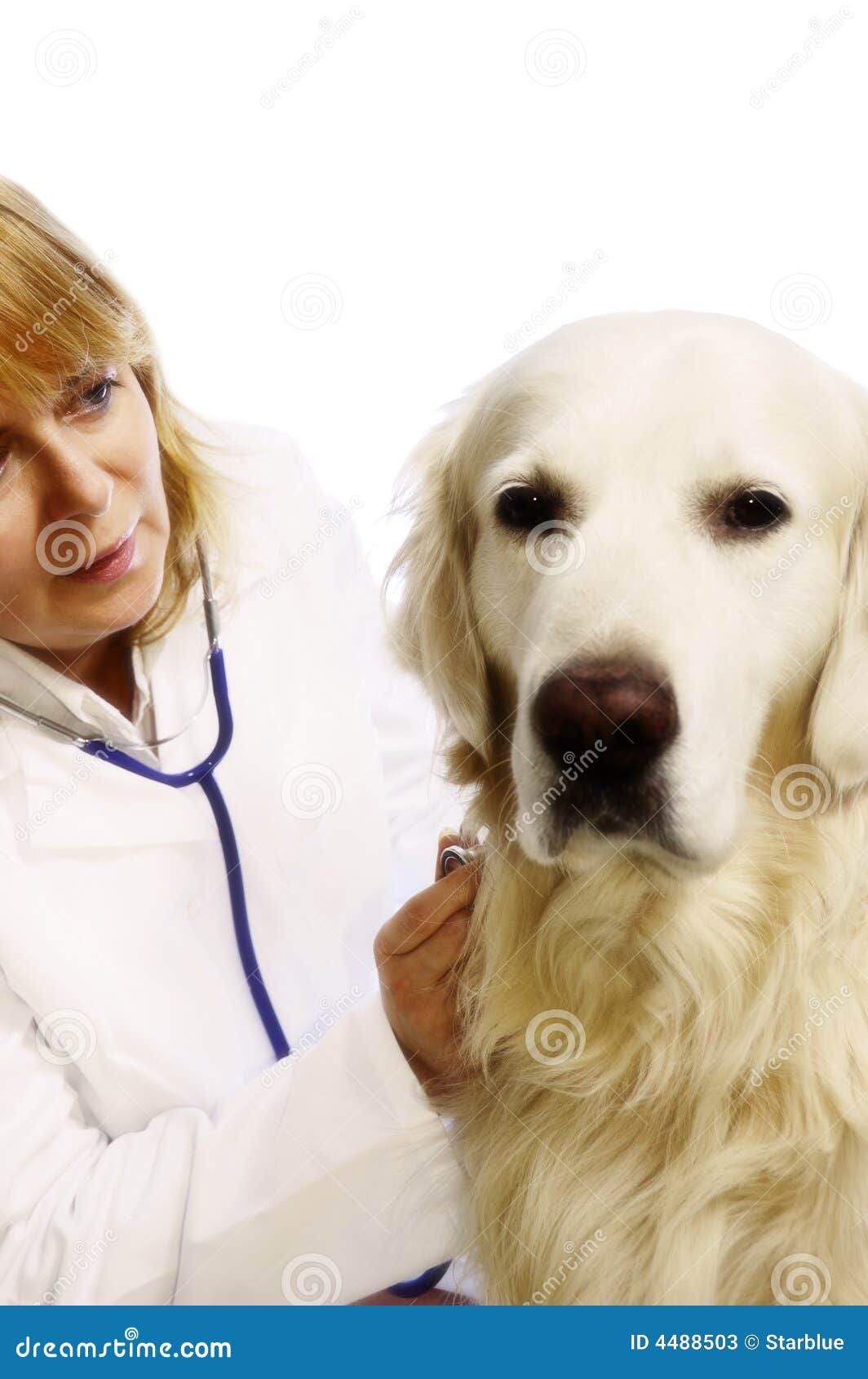 Vet with dog stock image. Image of people, control, medic - 4488503