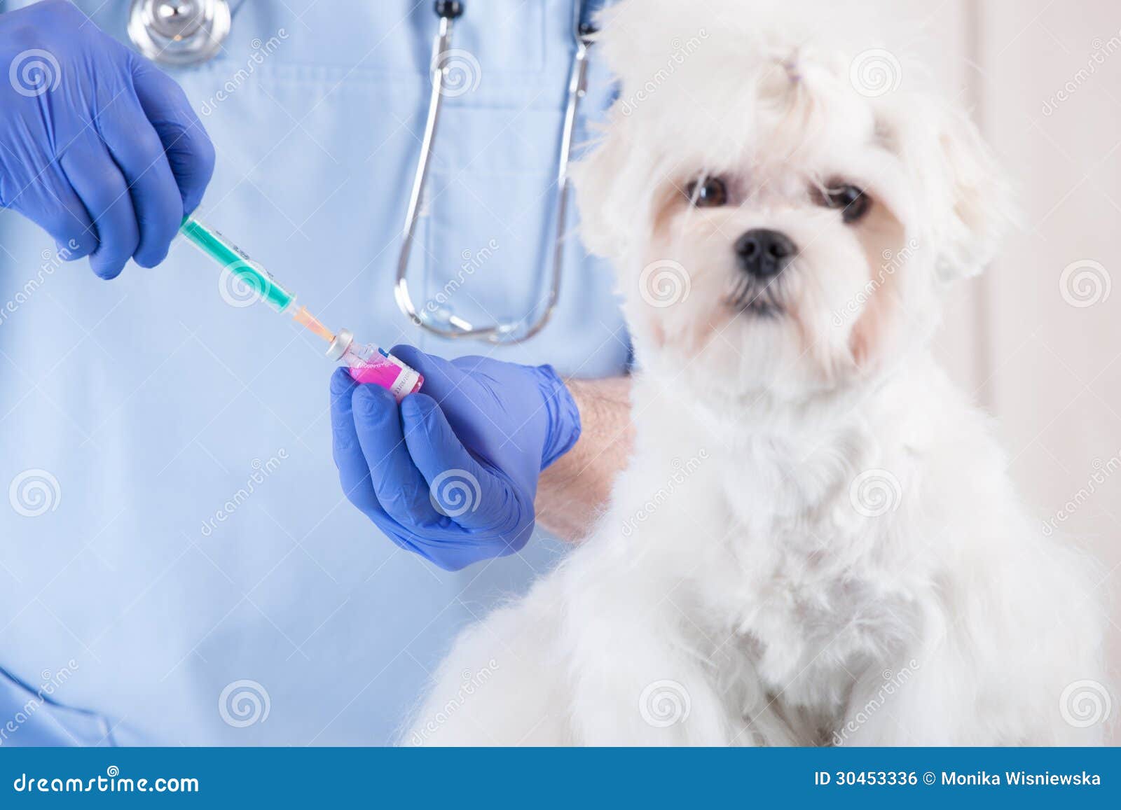 Vet dog and client stock photo. Image of domestic, cute - 30453336