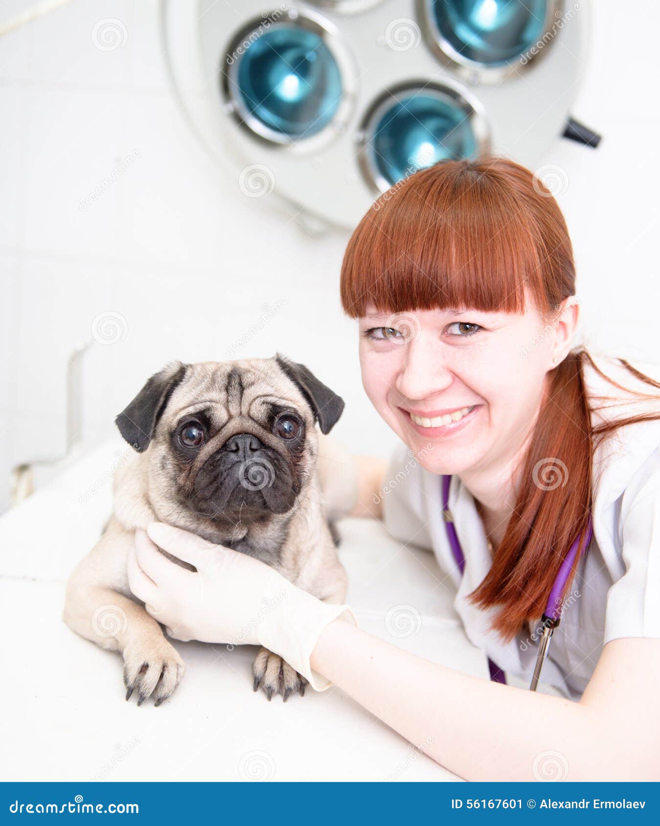 Vet with Dog in Veterinary Clinic Stock Image - Image of care, embrace ...
