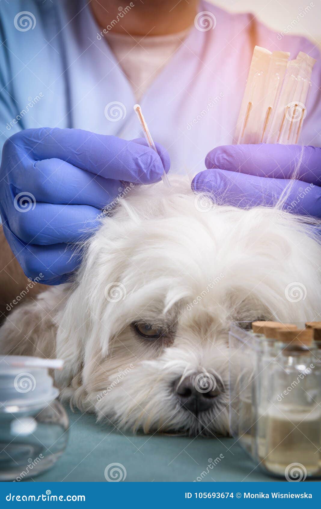 Vet Doing Acupuncture Treatment Stock Photo - Image of acupuncturist ...