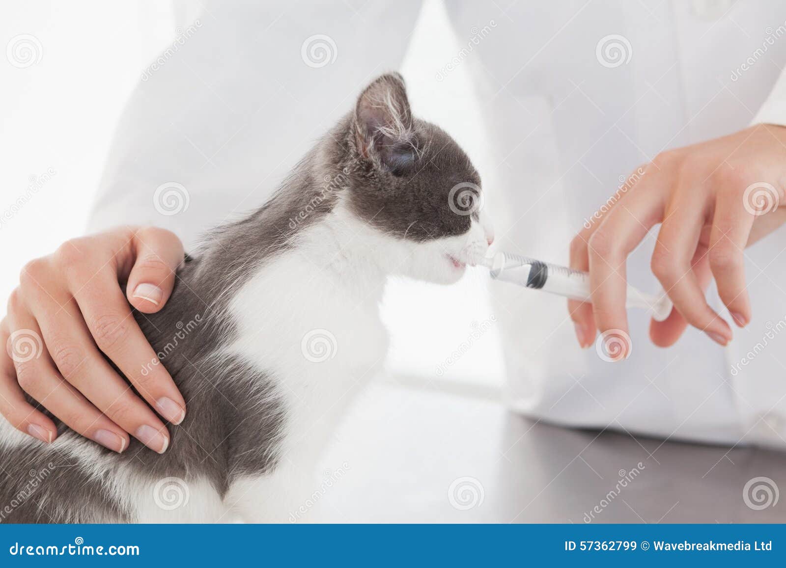 Vet Doing Injection at a Cute Kitten Stock Image - Image of loving ...