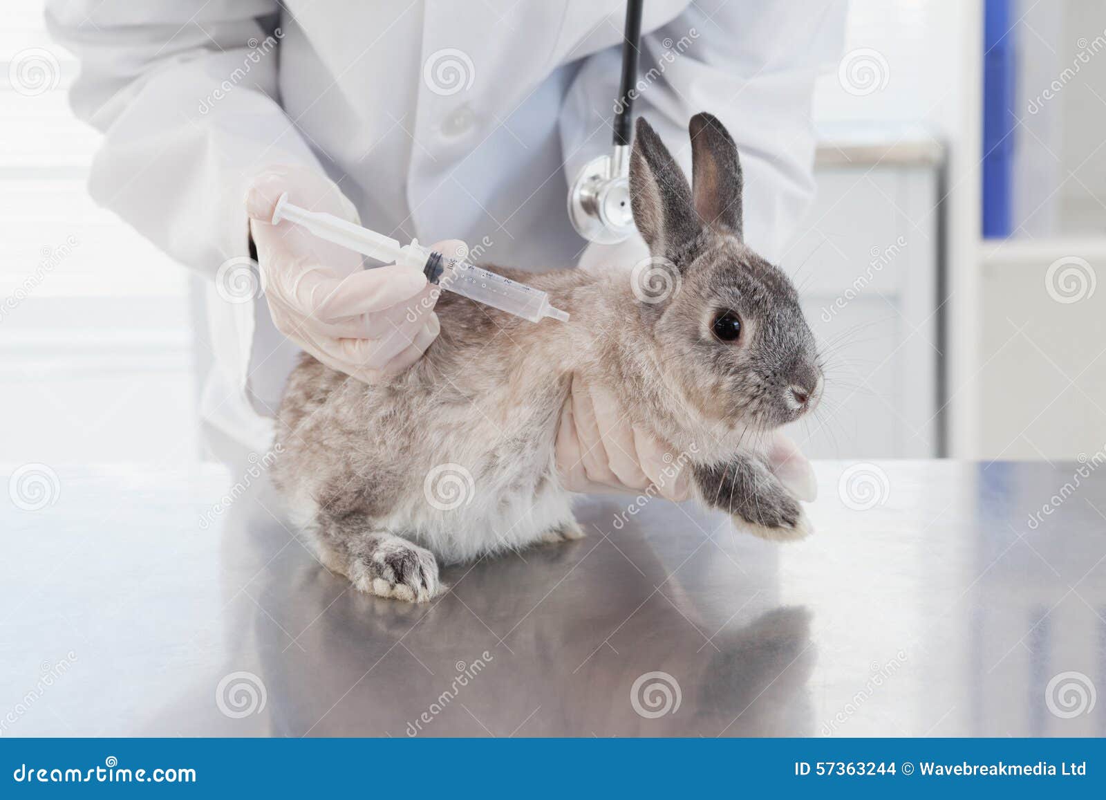 Vet Doing Injection at a Rabbit Stock Photo - Image of injection ...