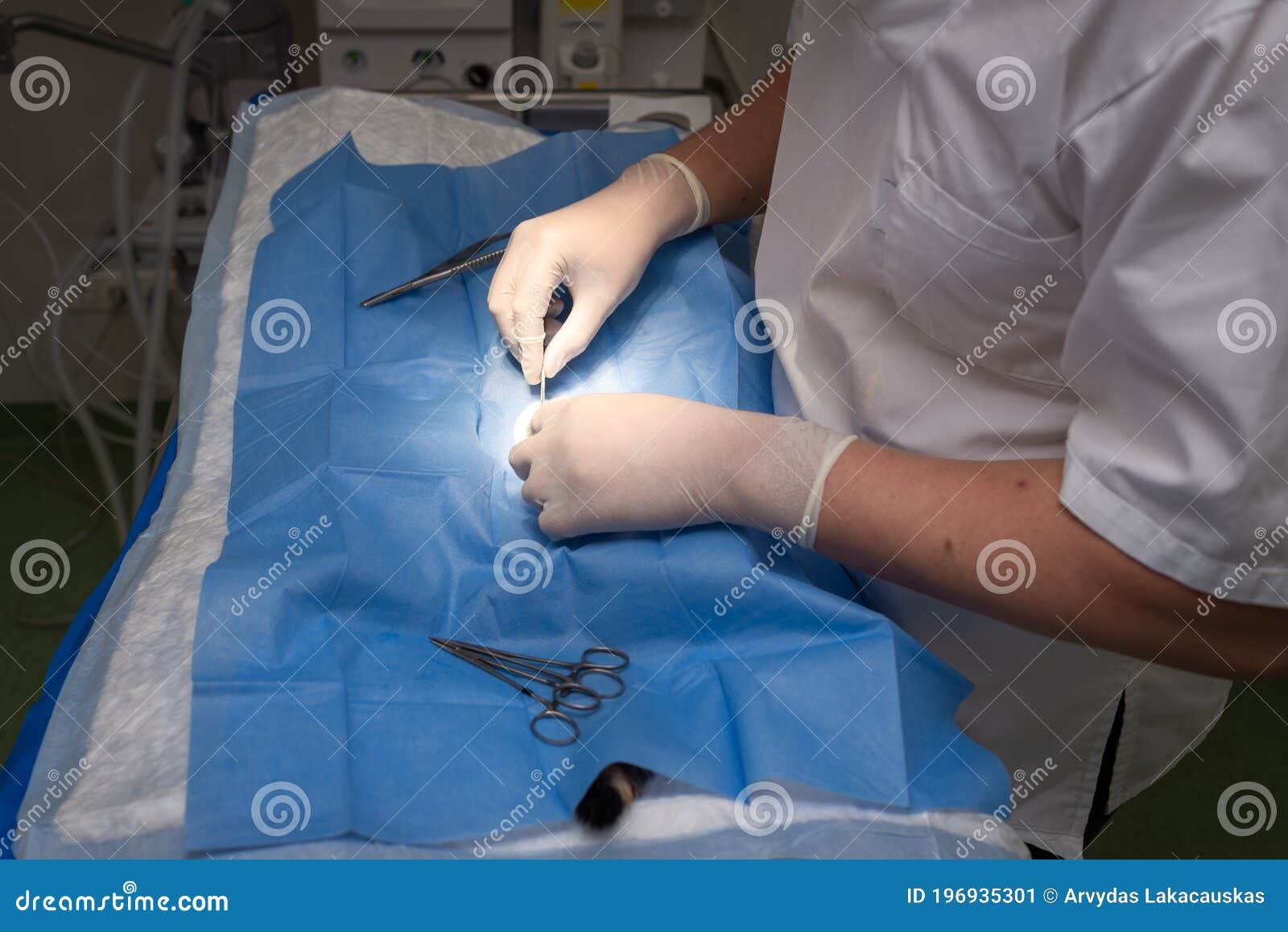Vet Doing the Operation for Sterilization. the Cat on the Operating ...