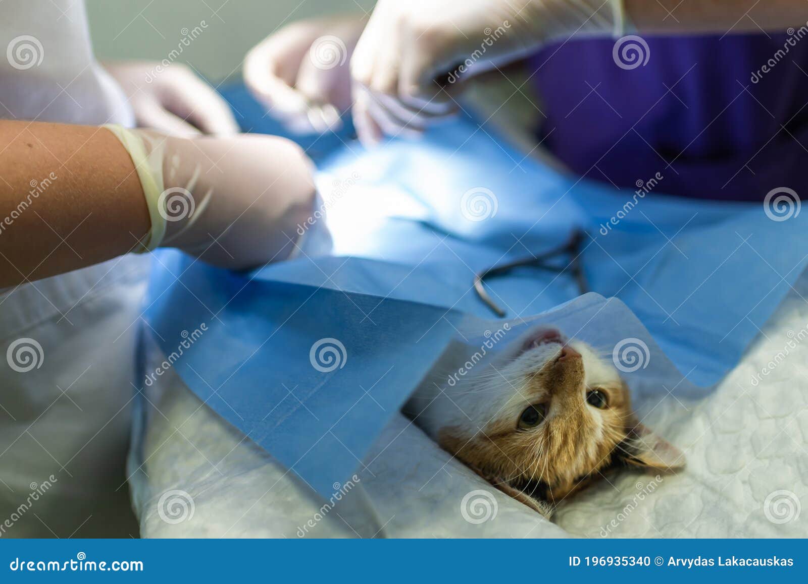 Vet Doing the Operation for Sterilization. the Cat on the Operating ...