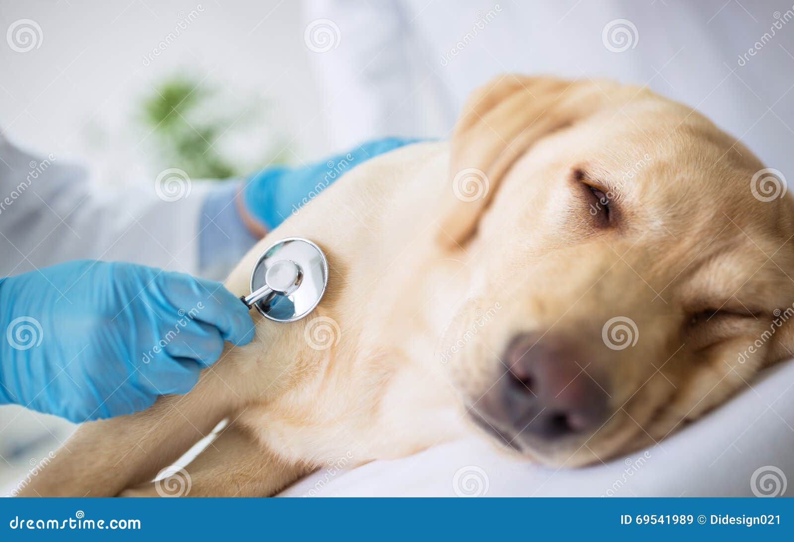 Vet examination sick dog stock image. Image of pain, holding - 69541989