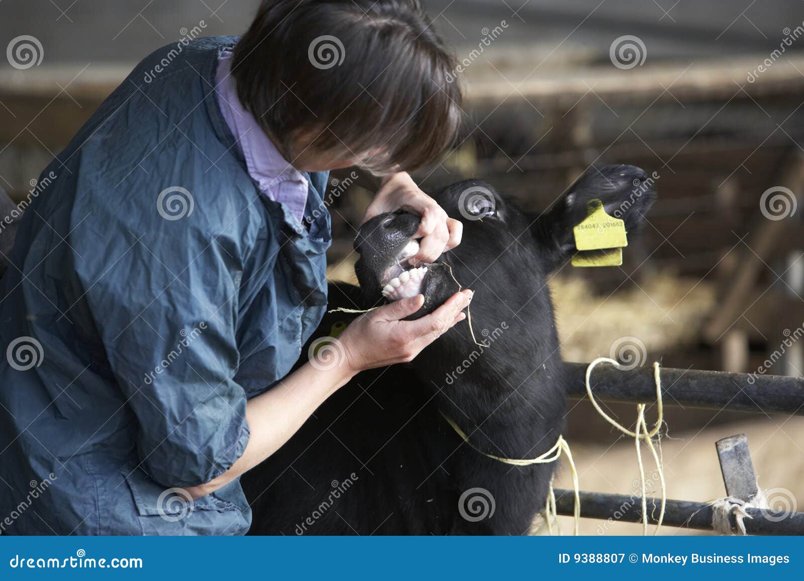 Vet Examining Calf stock image. Image of cows, calf, check - 9388807