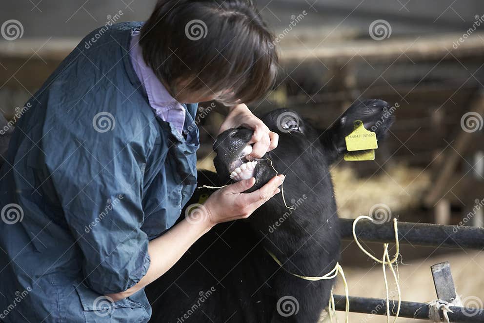 Vet Examining Calf stock image. Image of cows, calf, check - 9388807