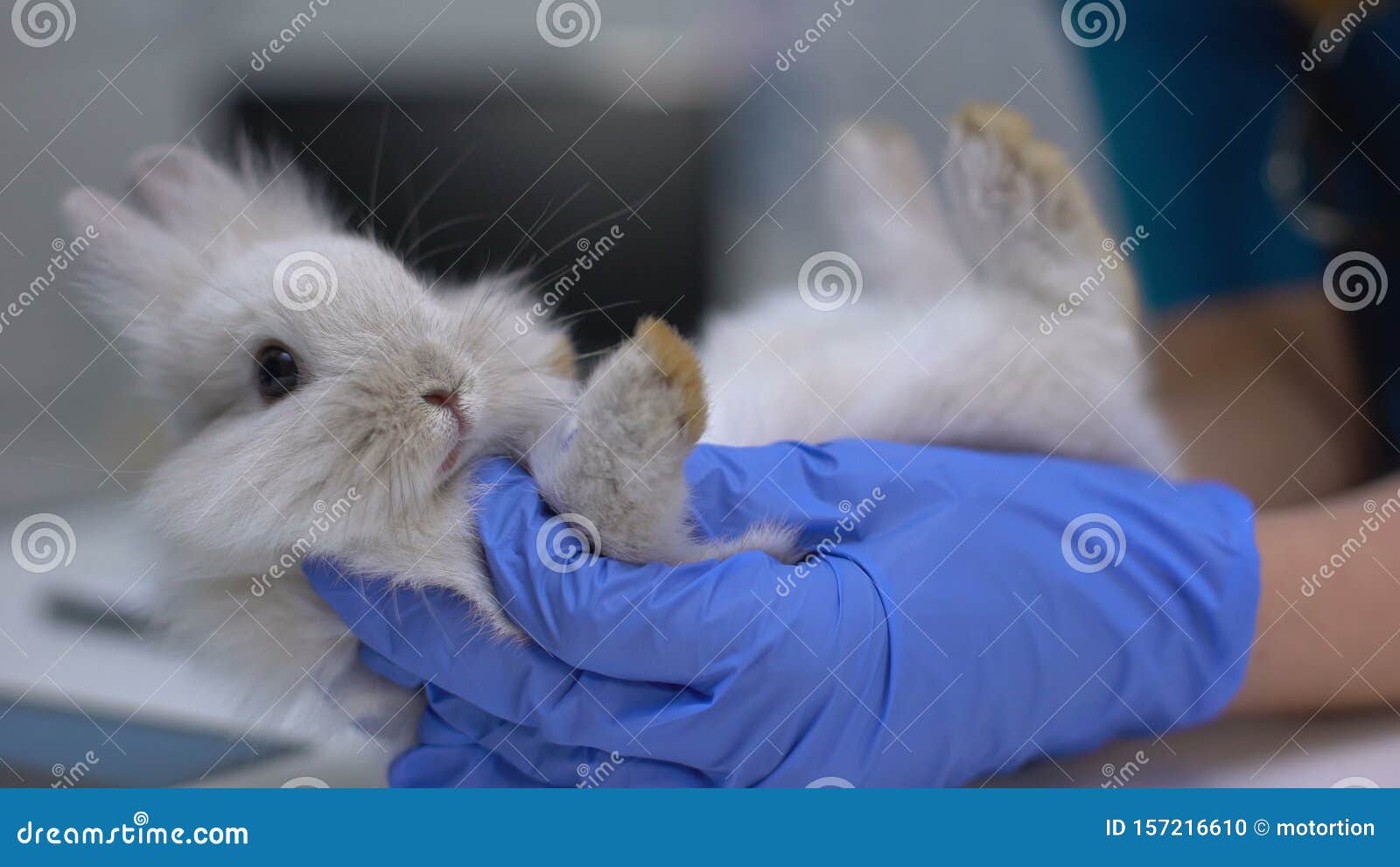 Vet Examining Rabbit Foot for Sprains, Diagnostics of Pododermatitis ...