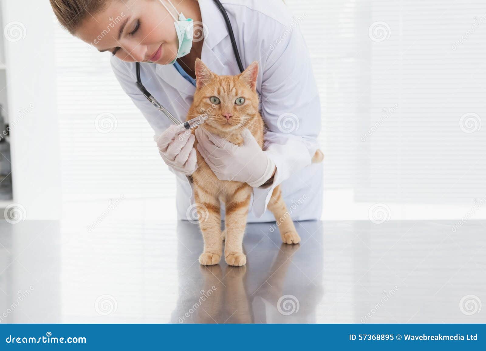 Vet Giving a Cat an Injection Stock Image - Image of coat, service ...