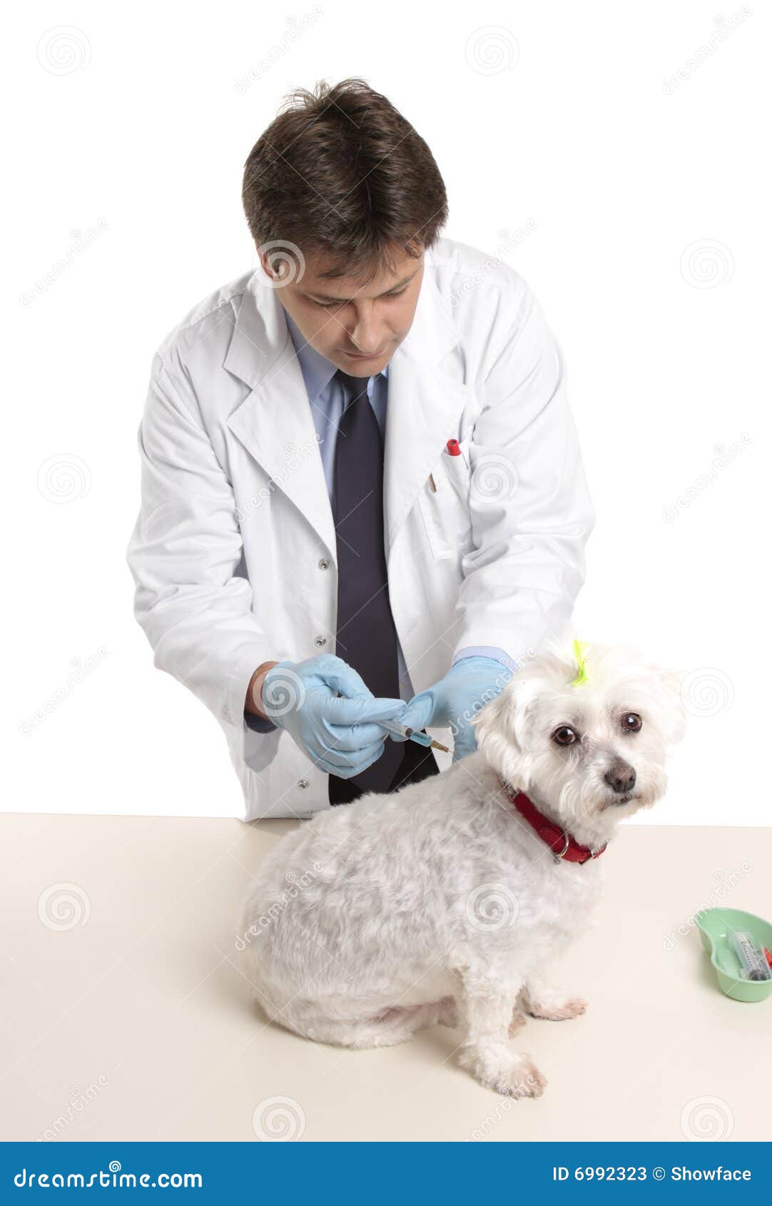 Vet Giving Dog Injectable Medication Stock Image - Image of medicine ...