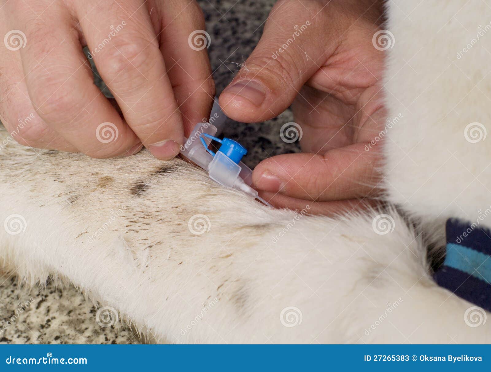 Vet Giving Injection Stock Photos - Image: 27265383