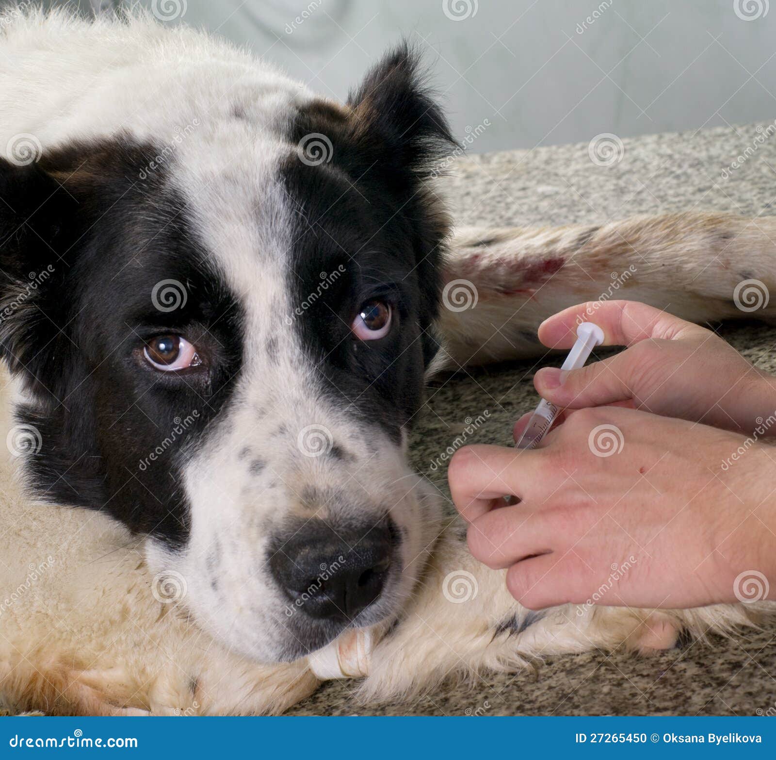 Vet giving injection stock photo. Image of inspection - 27265450