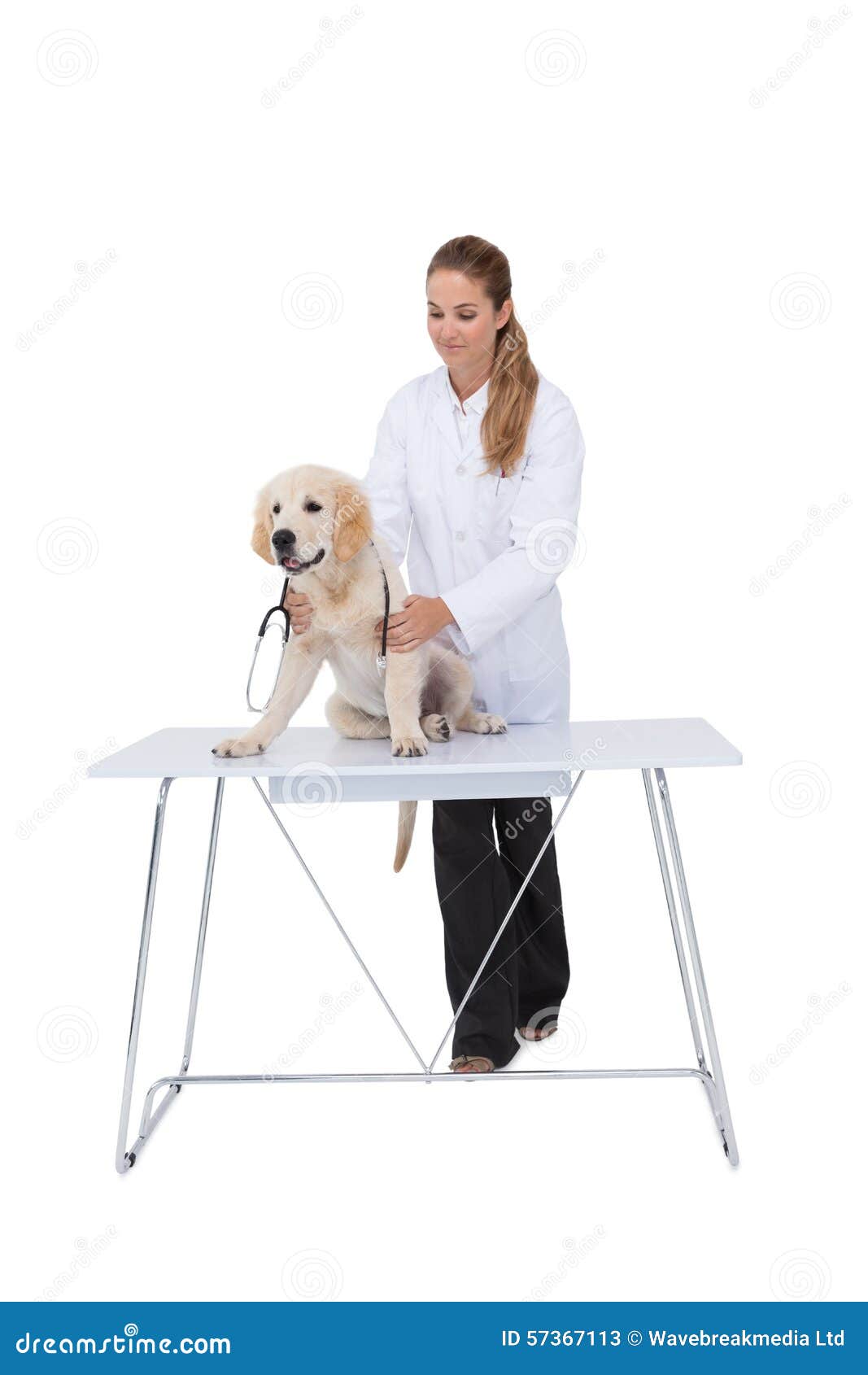 Vet Giving a Puppy a Check Up Stock Image - Image of veterinarian ...