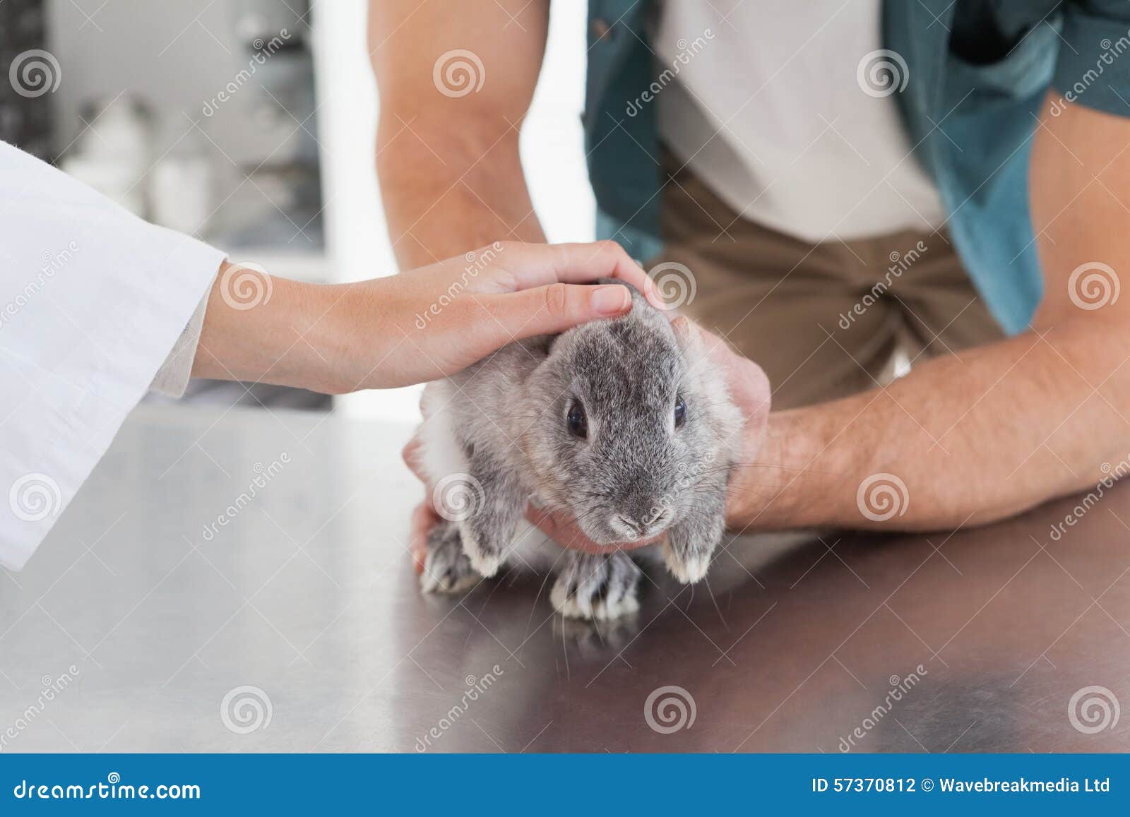 Vet Giving a Rabbit a Check Up Stock Photo - Image of caucasian ...