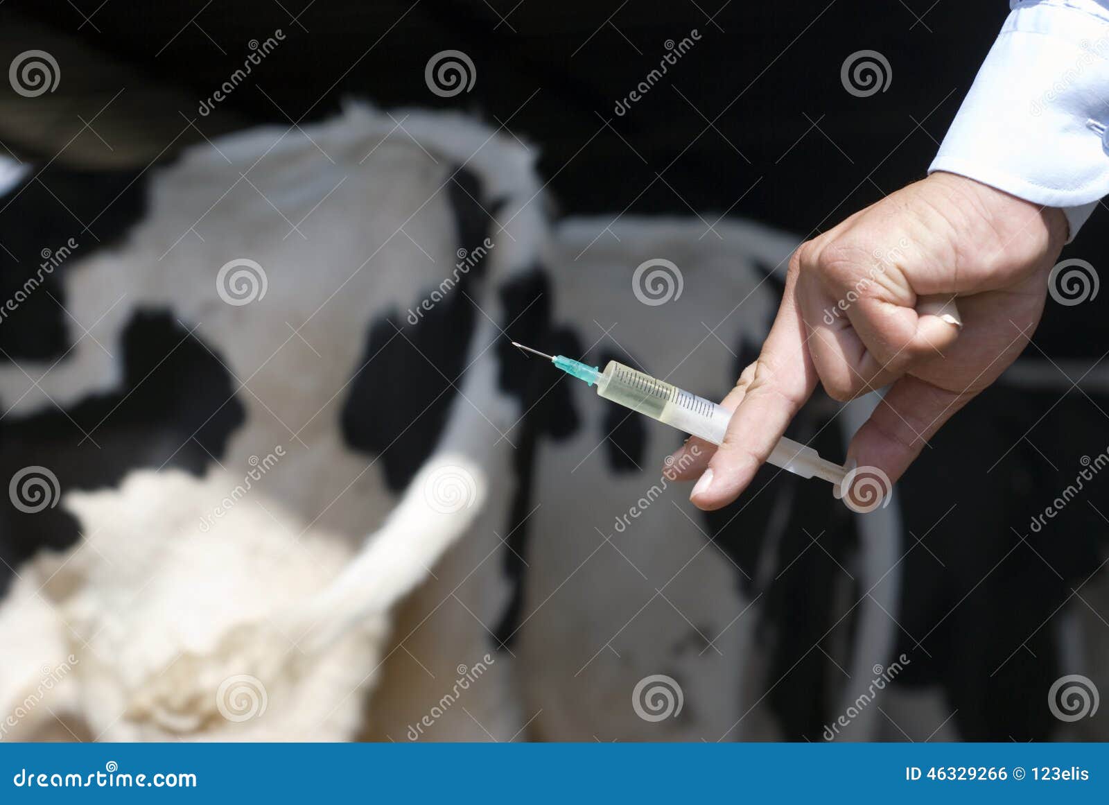 Vet stock photo. Image of animals, barn, farm, medical - 46329266