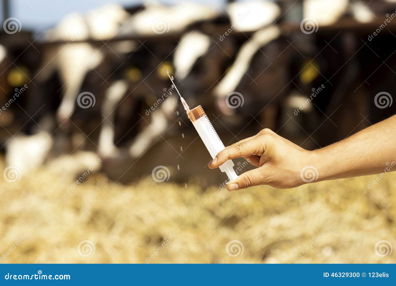 Vet stock photo. Image of exam, group, animal, kneeling - 46329300