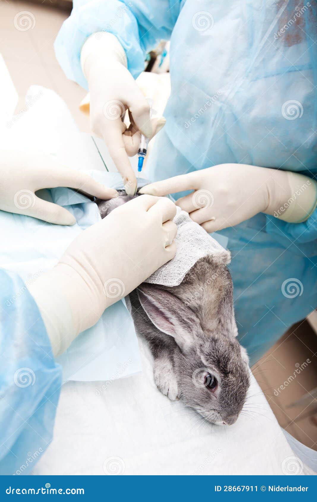 Vet laboratory stock image. Image of people, health, healthcare - 28667911