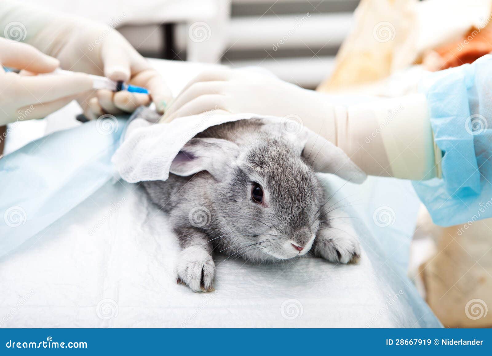 Vet laboratory stock image. Image of medicine, science - 28667919