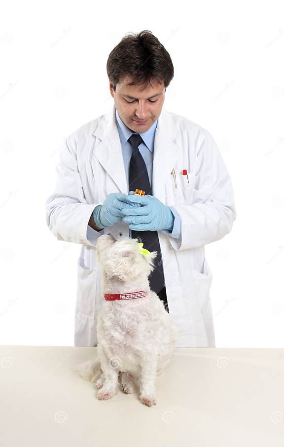 Vet opens pill bottle stock image. Image of background - 7198131