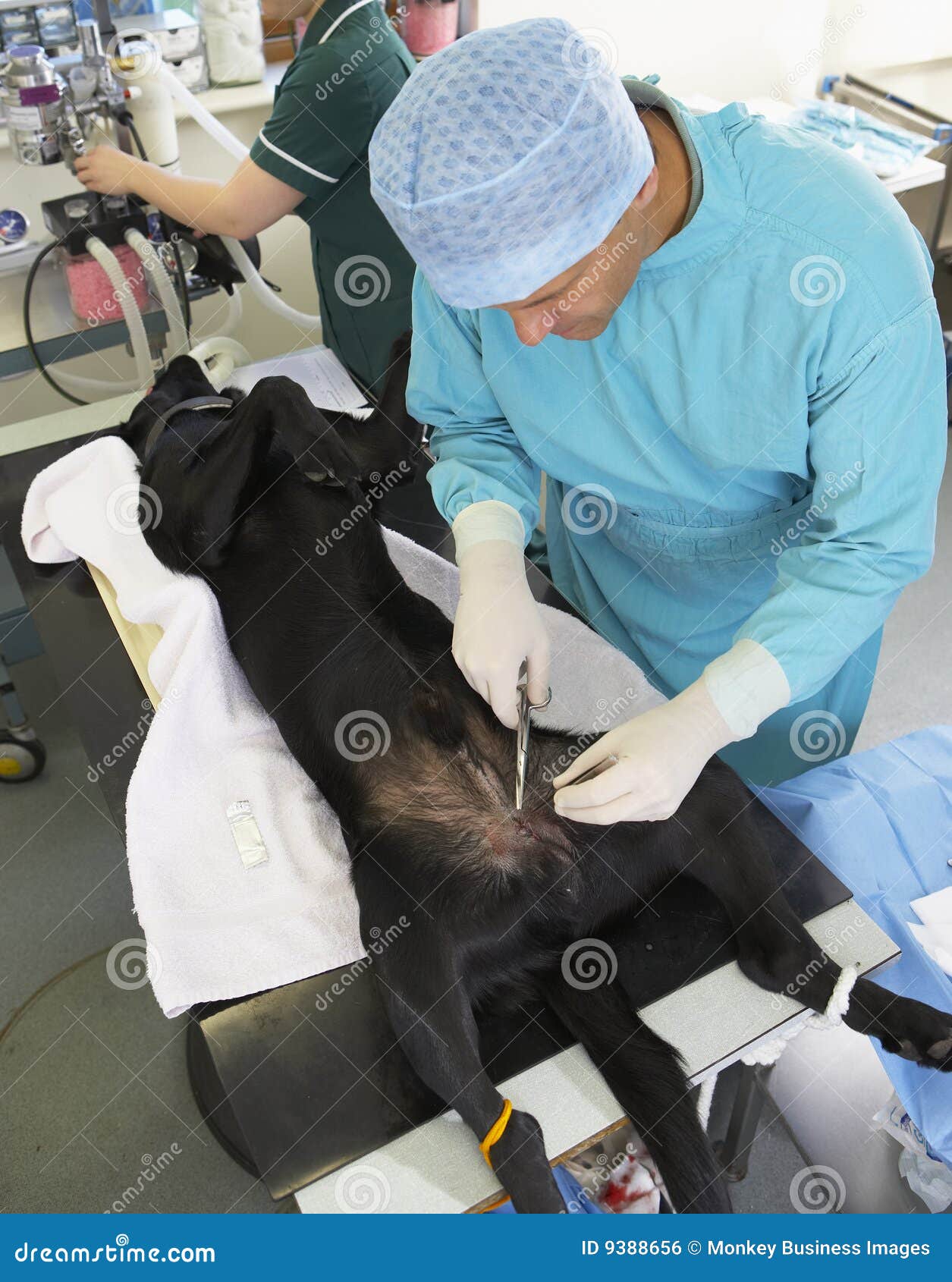 Vet Operating on Dog stock photo. Image of vertical, vetinary - 9388656