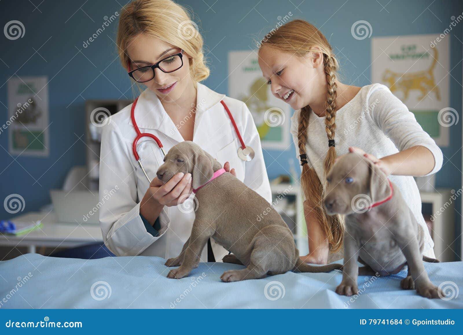 In the vet s office stock photo. Image of clinic, medical - 79741684