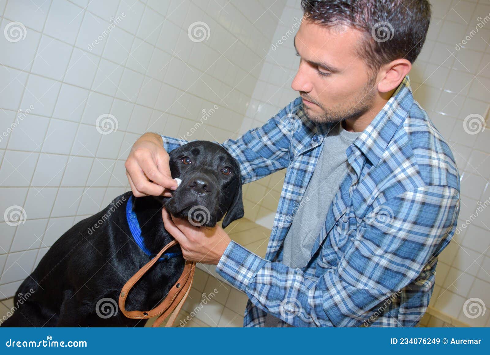 Vet treating dog stock image. Image of rescue, injury - 234076249