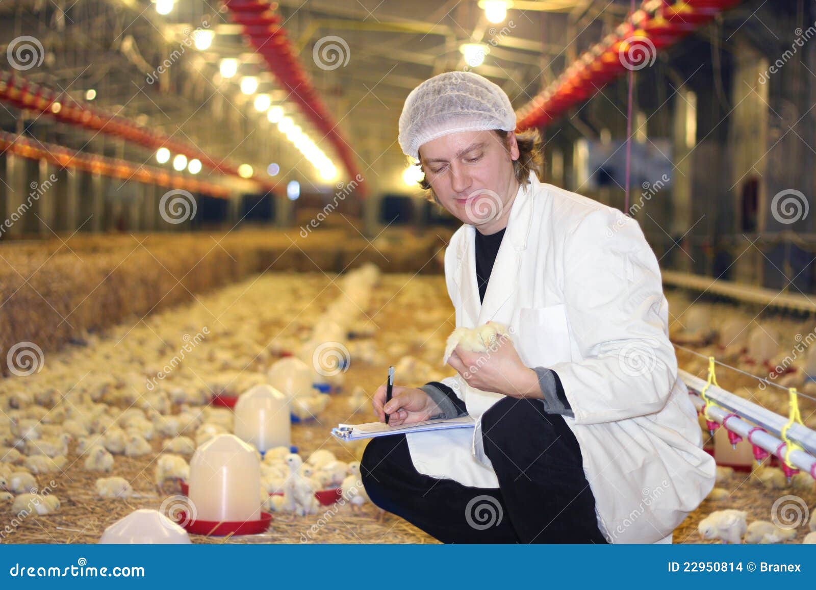 Vet Working on Chicken Farm Stock Photo - Image of breeding, husbandry ...