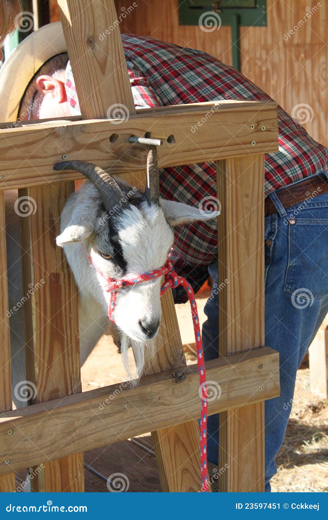 Vet Working with a Goat stock image. Image of large, stanchion - 23597451