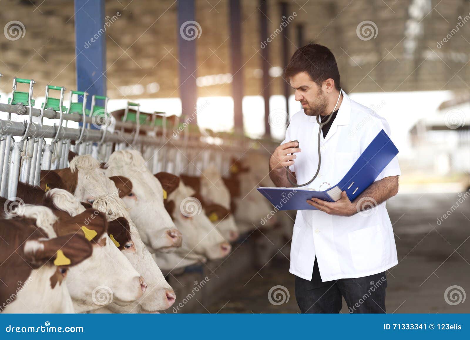 Vet Working stock image. Image of kneeling, ethnicity - 71333341