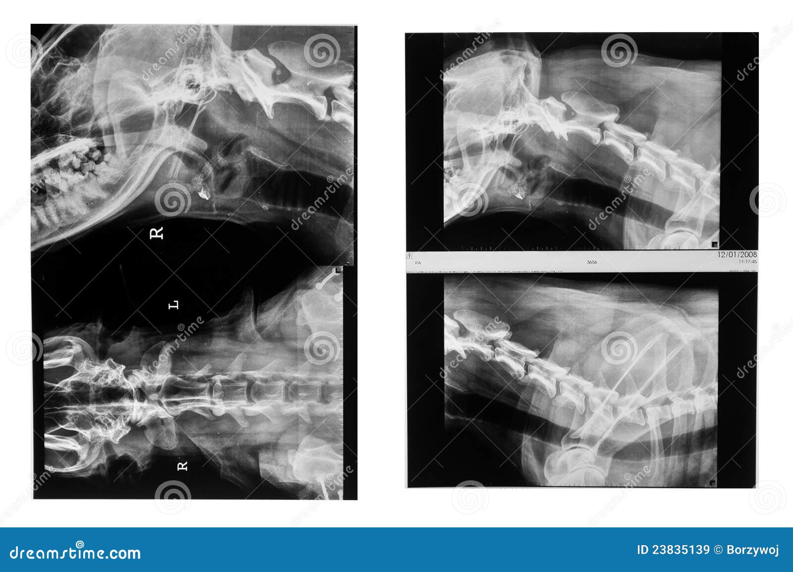Vet xray stock image. Image of neck, animal, operation - 23835139