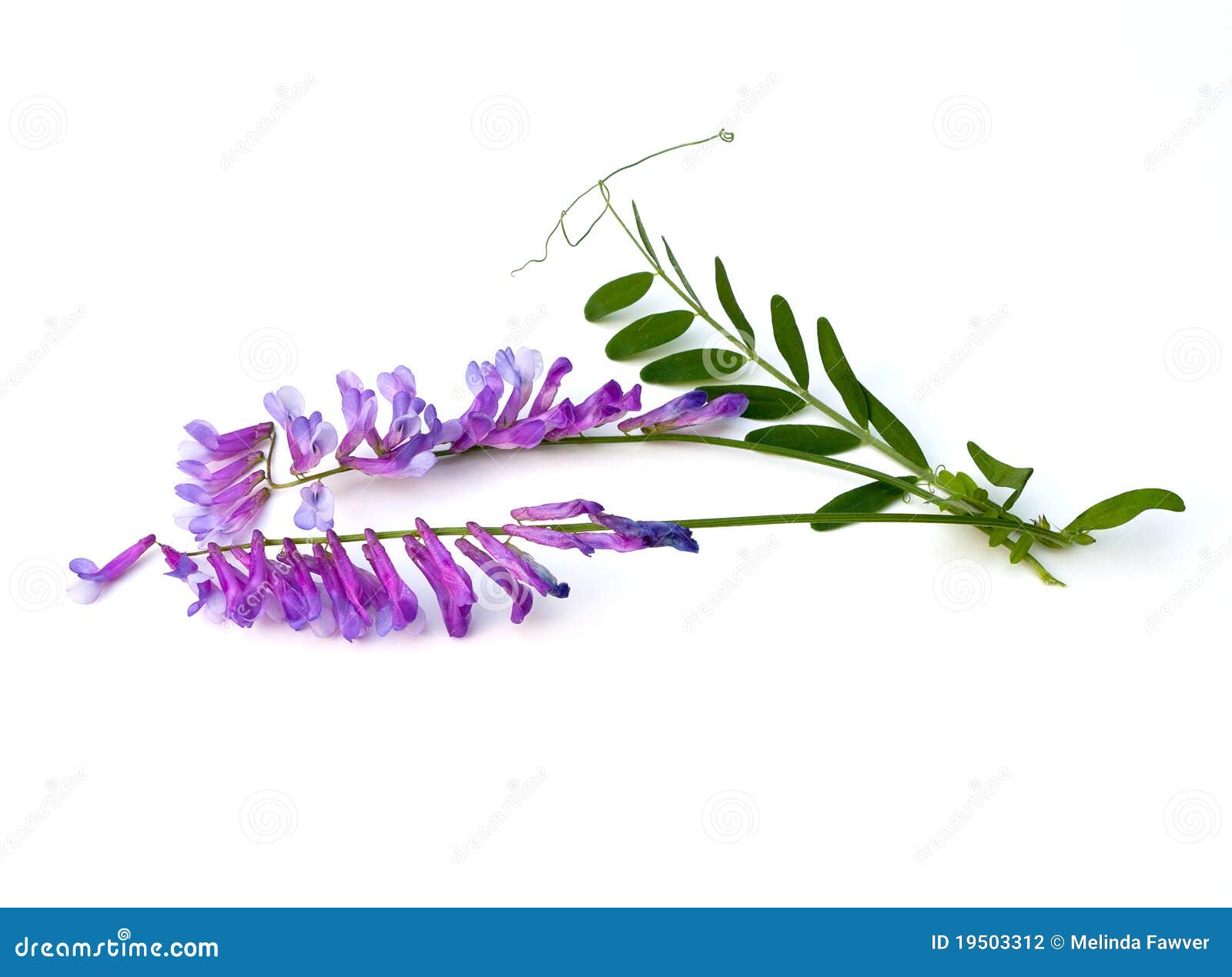 Vetch stock photo. Image of plant, white, family, wildflower - 19503312