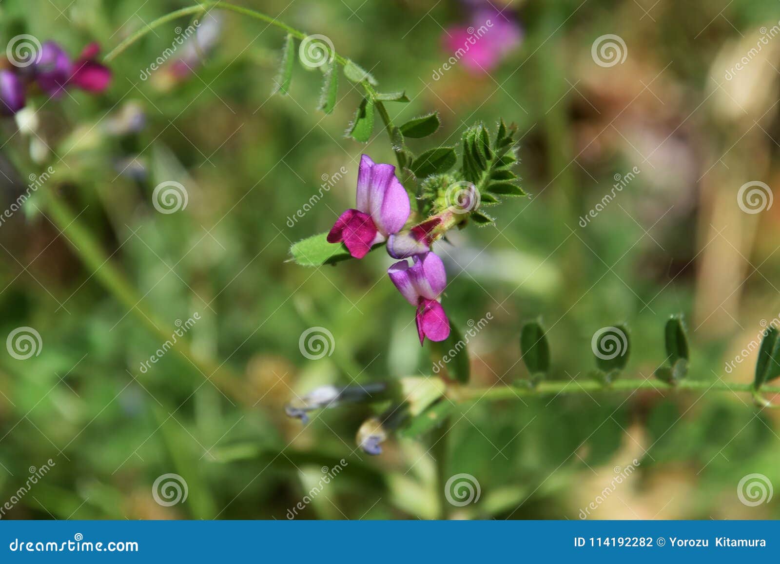 Vetch stock photo. Image of closeup, common, leaved - 114192282